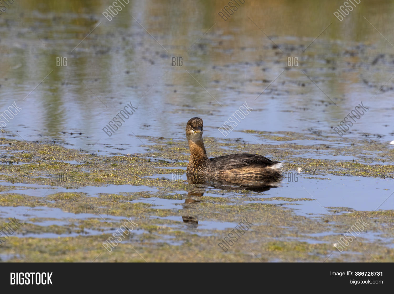 Pied-billed Grebe Image & Photo (Free Trial) | Bigstock
