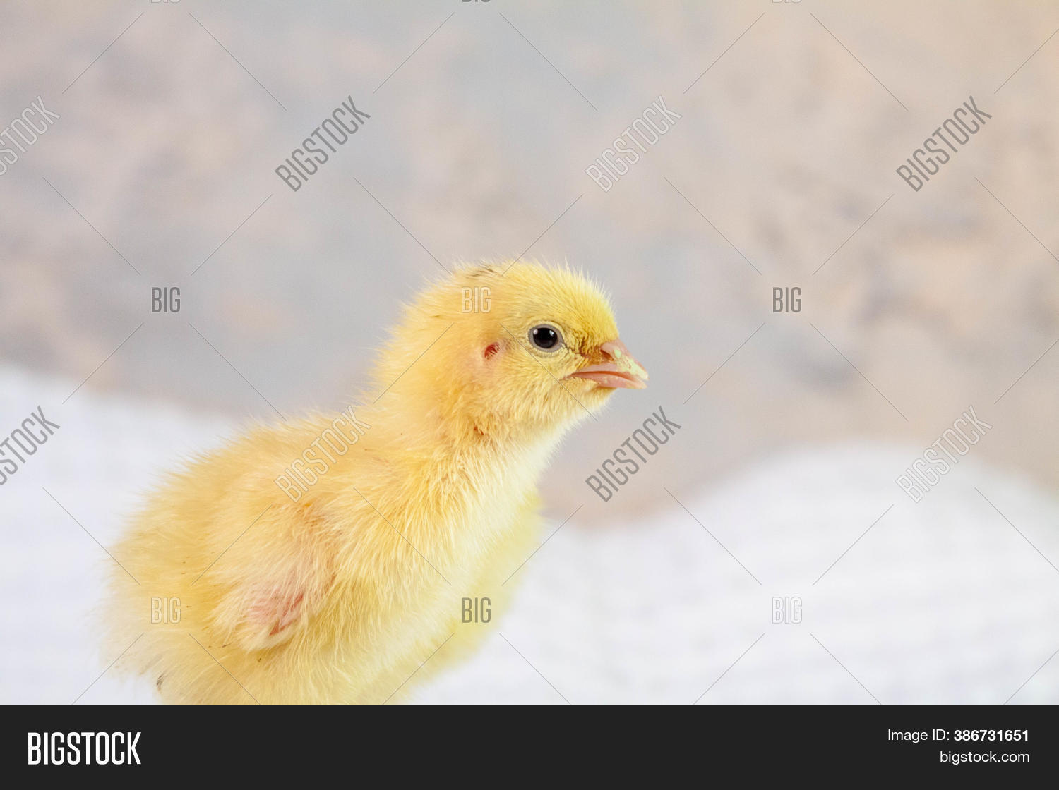 Newborn Yellow Chicken Image & Photo (Free Trial) | Bigstock