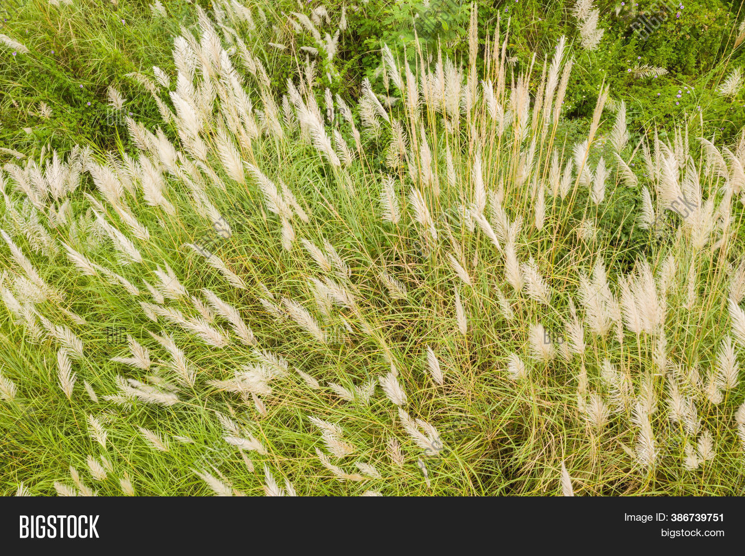 Wild Sugarcane Grass Image & Photo (Free Trial) | Bigstock
