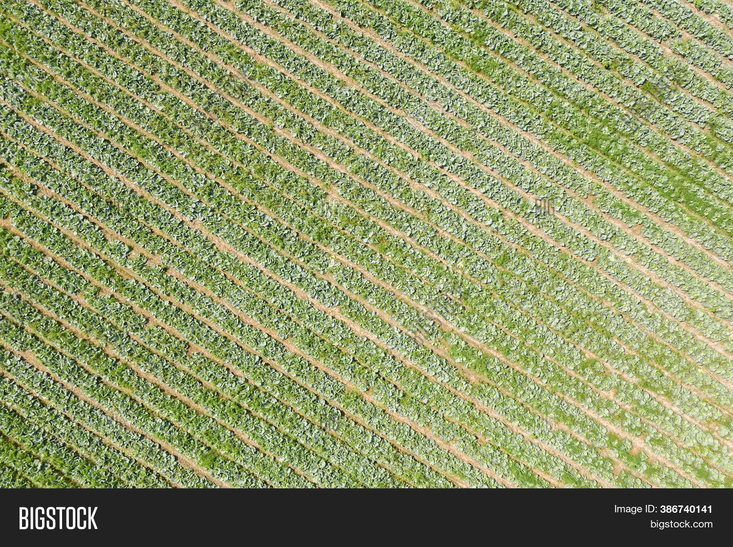 Aerial View Green Farm Image & Photo (Free Trial) | Bigstock
