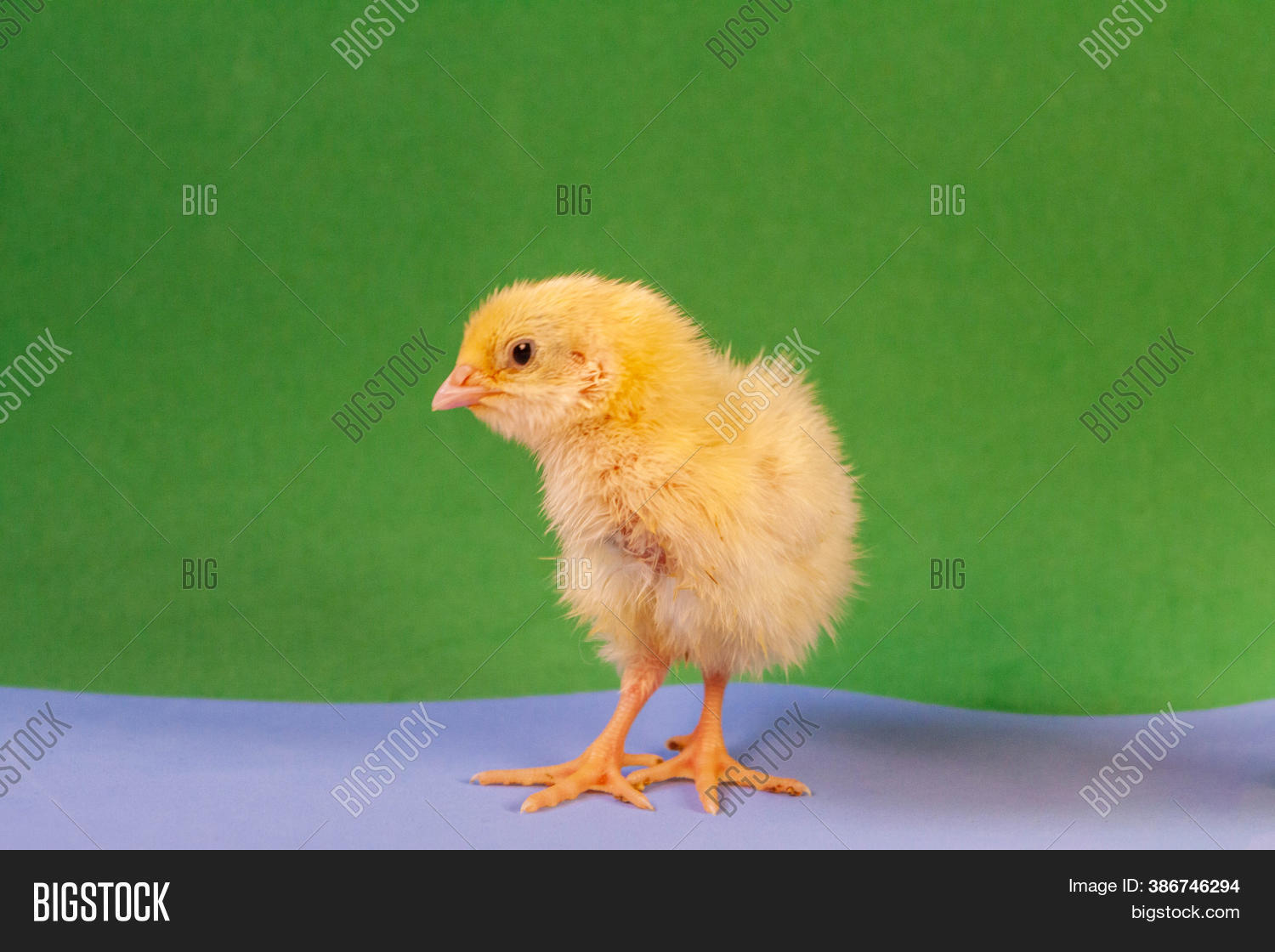 Newborn Yellow Chicken Image & Photo (Free Trial) | Bigstock