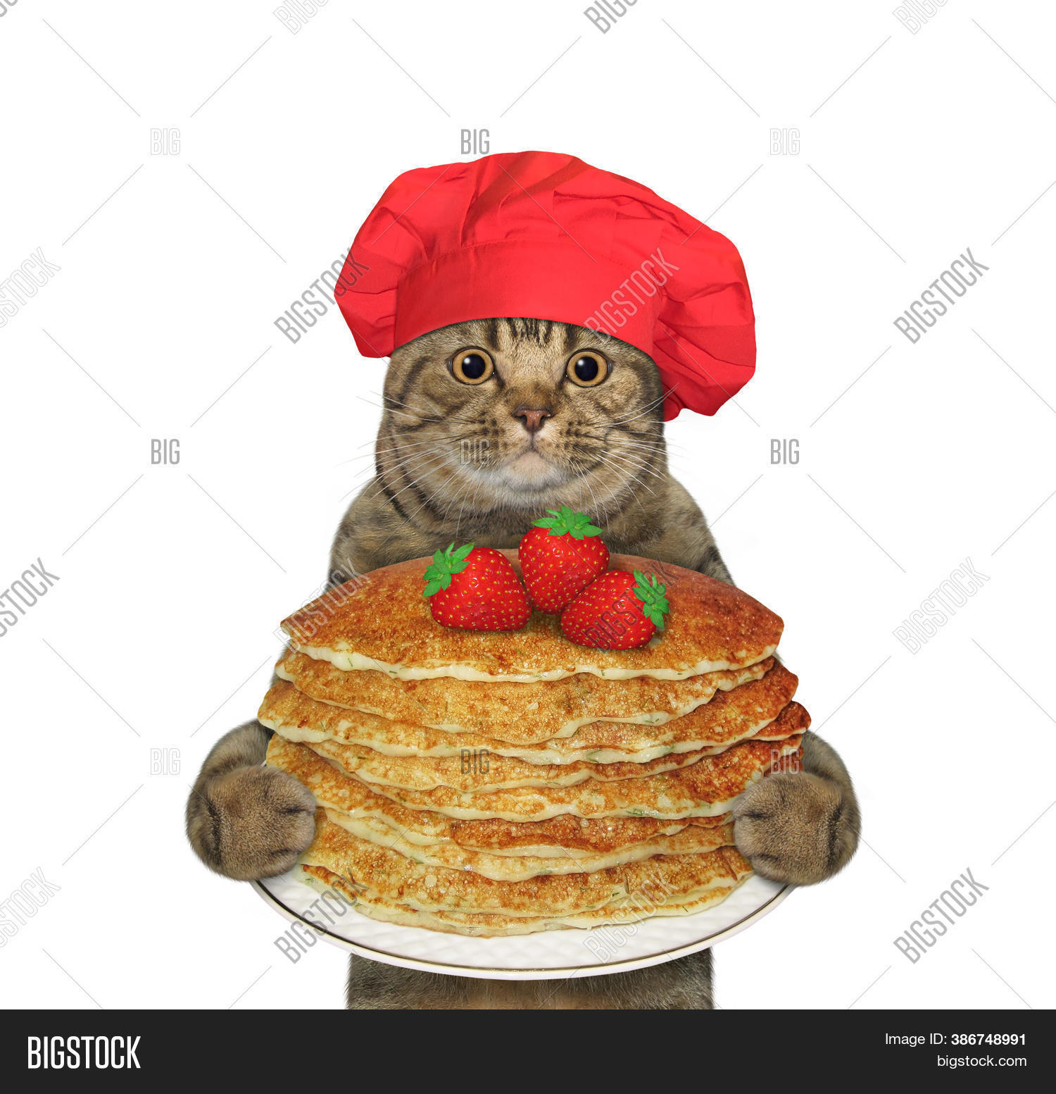 Cat Red Chef Hat Holds Image & Photo (Free Trial) | Bigstock