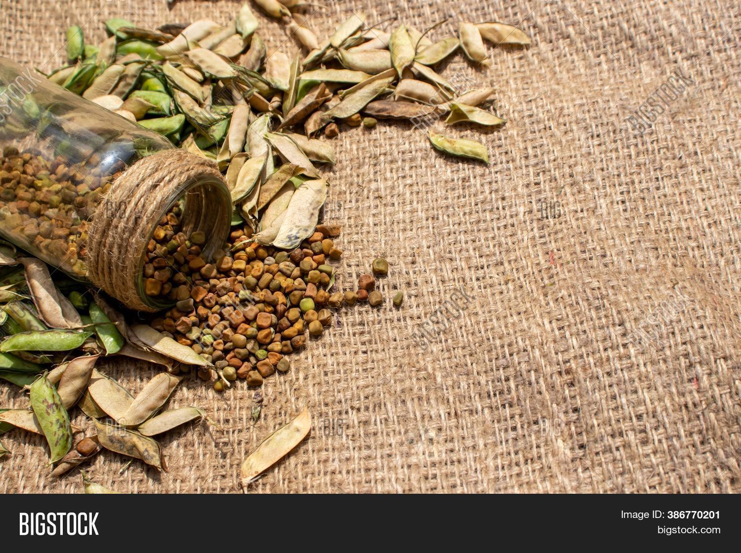 Grass Pea Seeds Image & Photo (Free Trial) | Bigstock