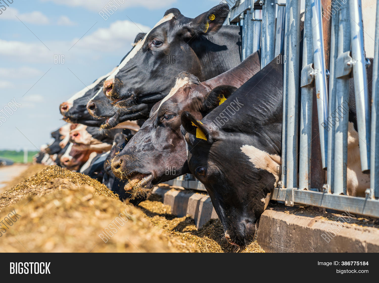 Cows On Dairy Farm Image & Photo (Free Trial) | Bigstock