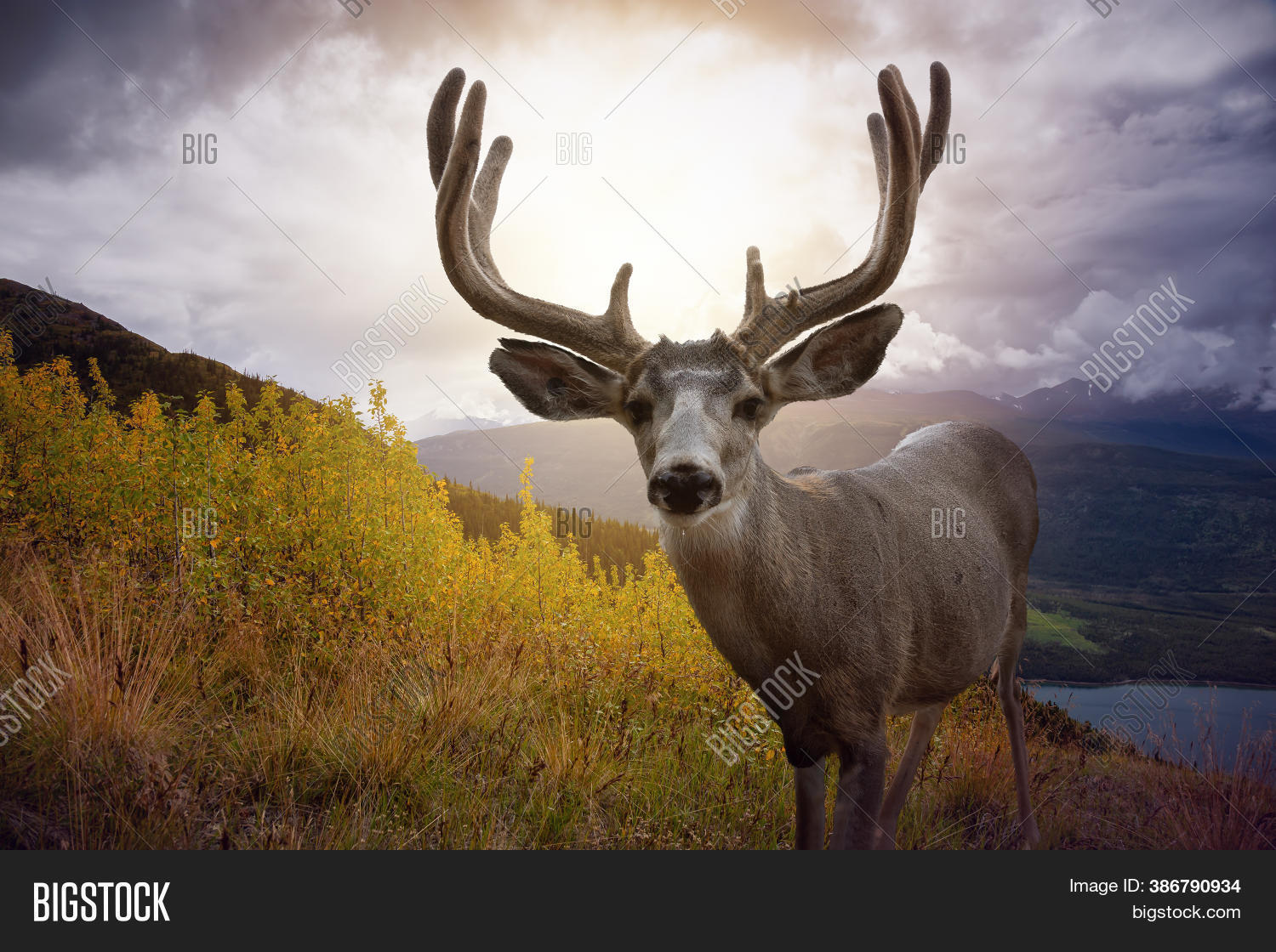 Male Deer Canadian Image & Photo (Free Trial) | Bigstock