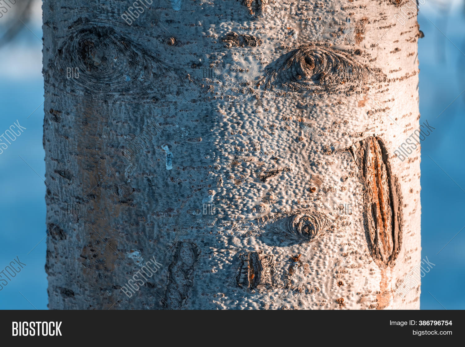 Aspen Bark Texture. Image & Photo (Free Trial) | Bigstock