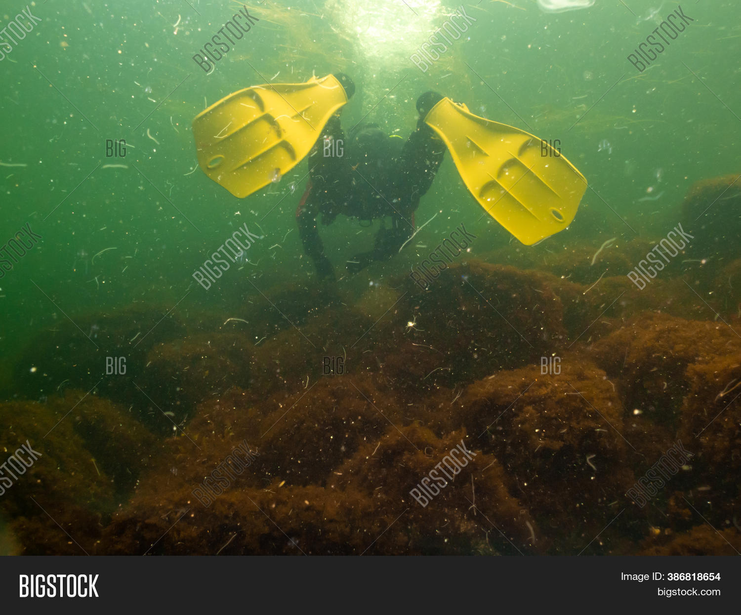 Diver Healthy Northern Image & Photo (Free Trial) | Bigstock