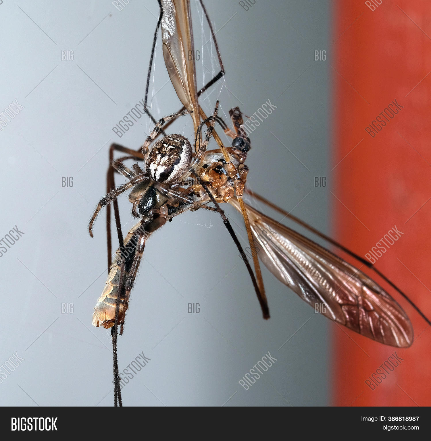 Crane Fly Daddy Long Image & Photo (Free Trial) | Bigstock