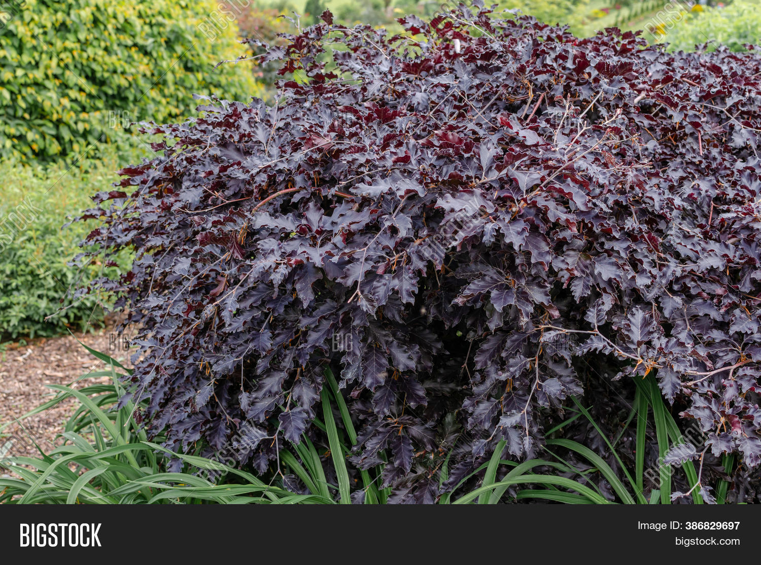 Fagus Sylvatica 'rohan Image & Photo (Free Trial) | Bigstock