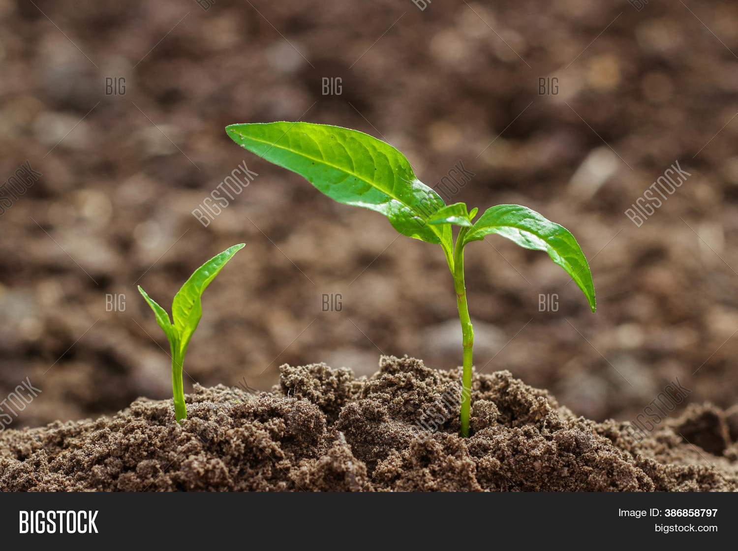 Step Growing Sprout. Image & Photo (Free Trial) | Bigstock