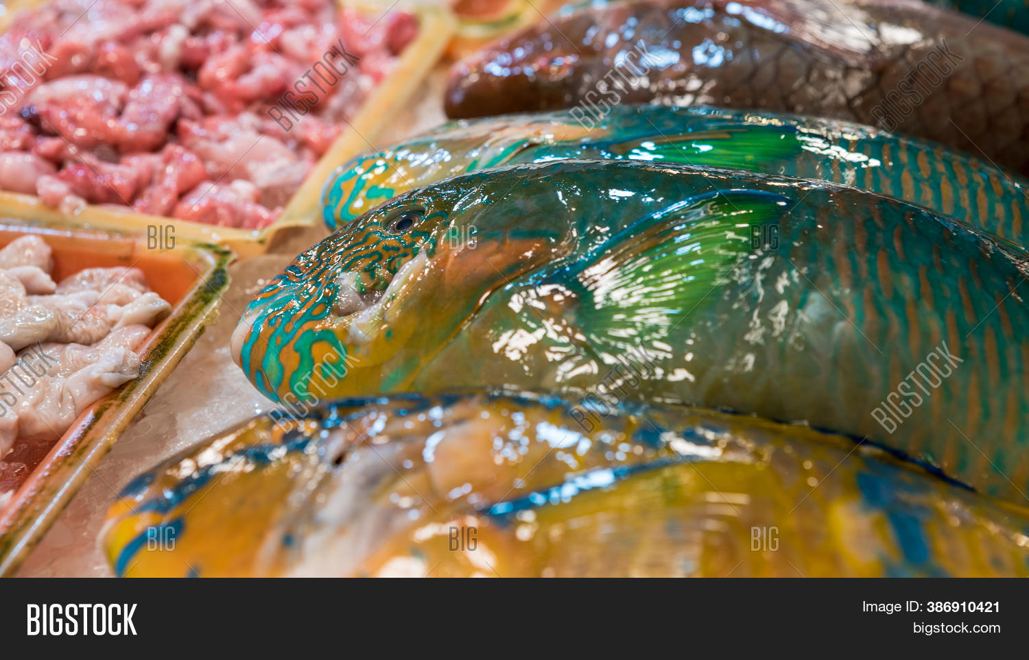 Colorful Parrotfish Image & Photo (Free Trial) | Bigstock