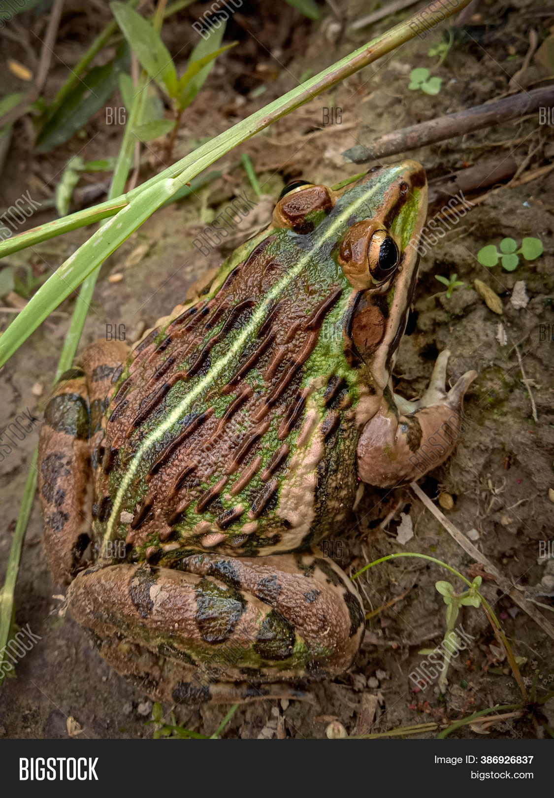 Indian Bullfrog Indus Image & Photo (Free Trial) | Bigstock