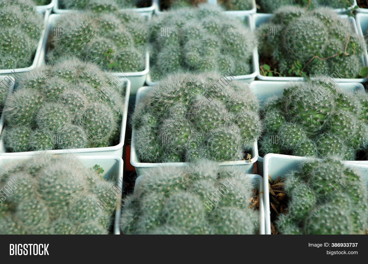 Mini Cactus Grown Image & Photo (Free Trial) | Bigstock