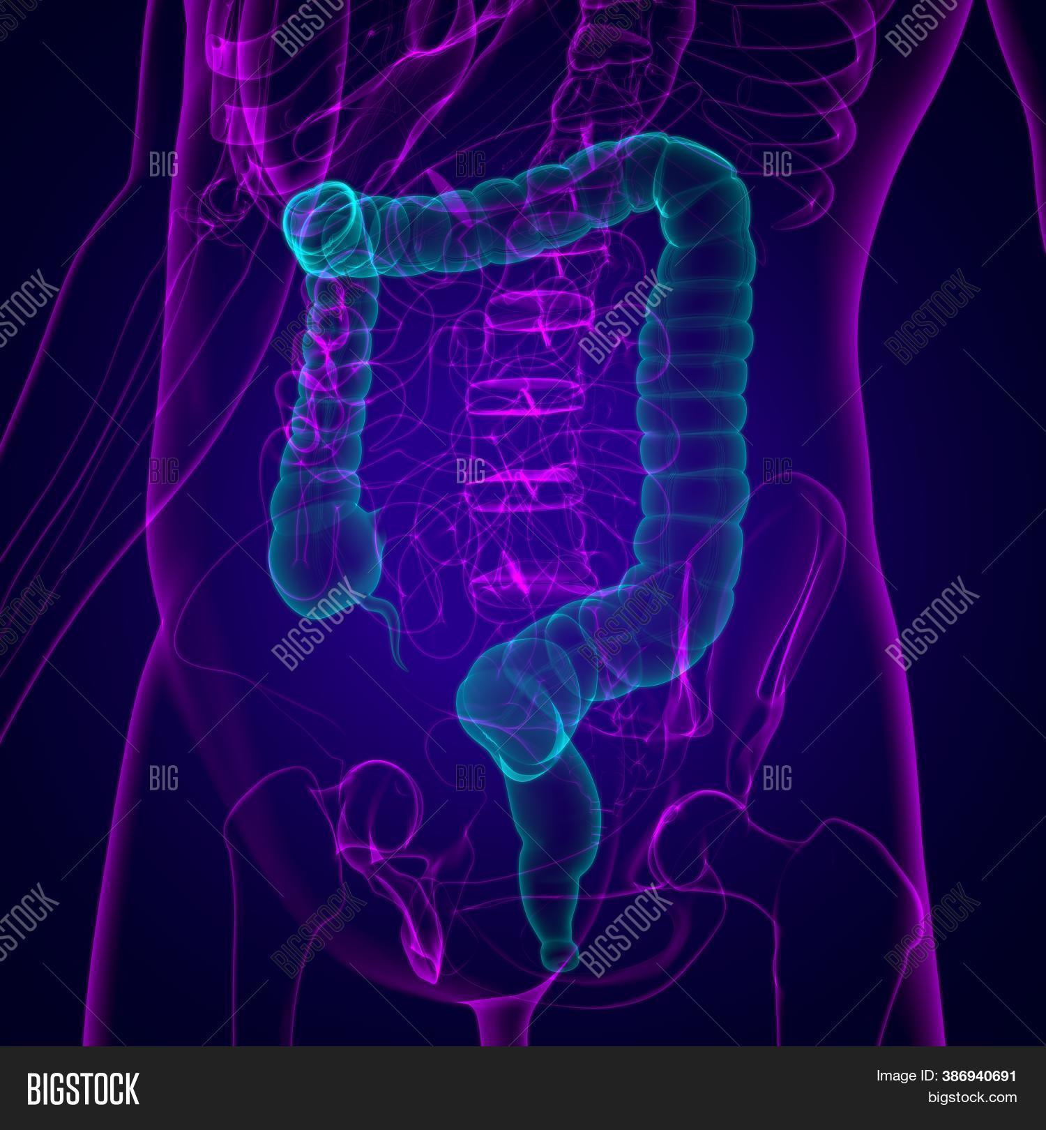 Large Intestine 3D Image & Photo (Free Trial) | Bigstock