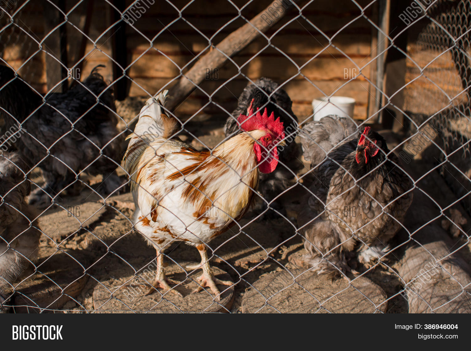 Roosters Hens Behind Image & Photo (Free Trial) | Bigstock