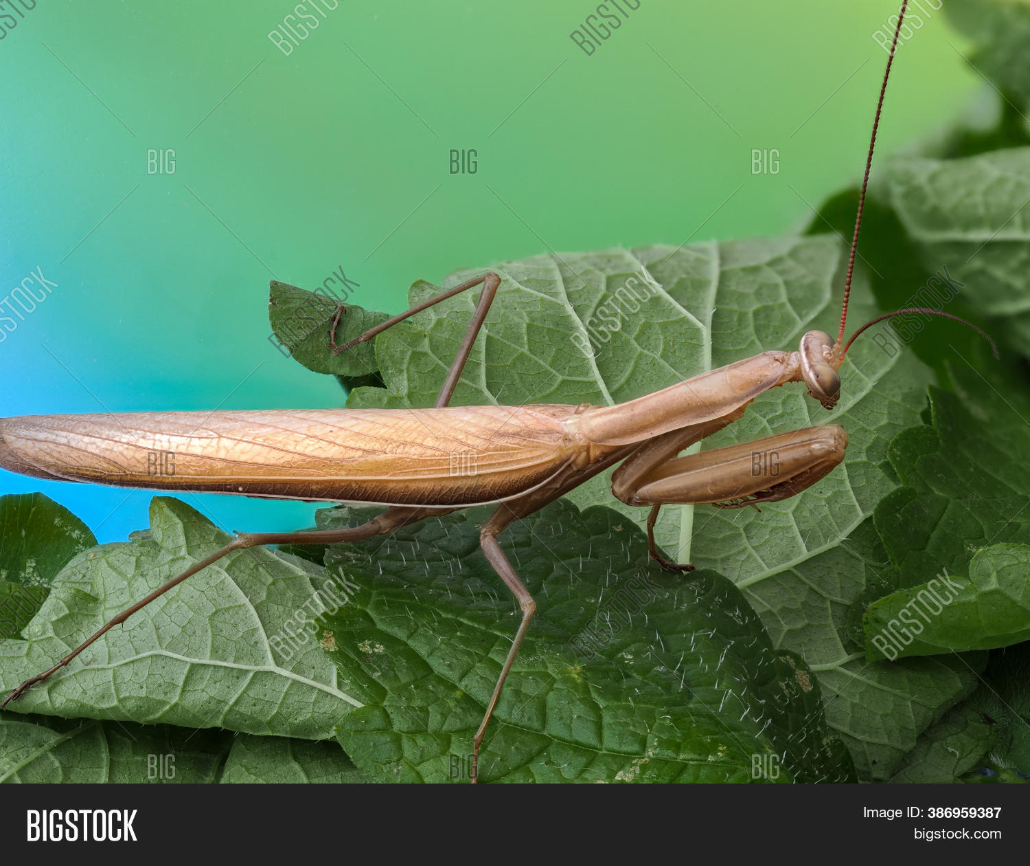 Close- Brown Praying Image & Photo (Free Trial) | Bigstock
