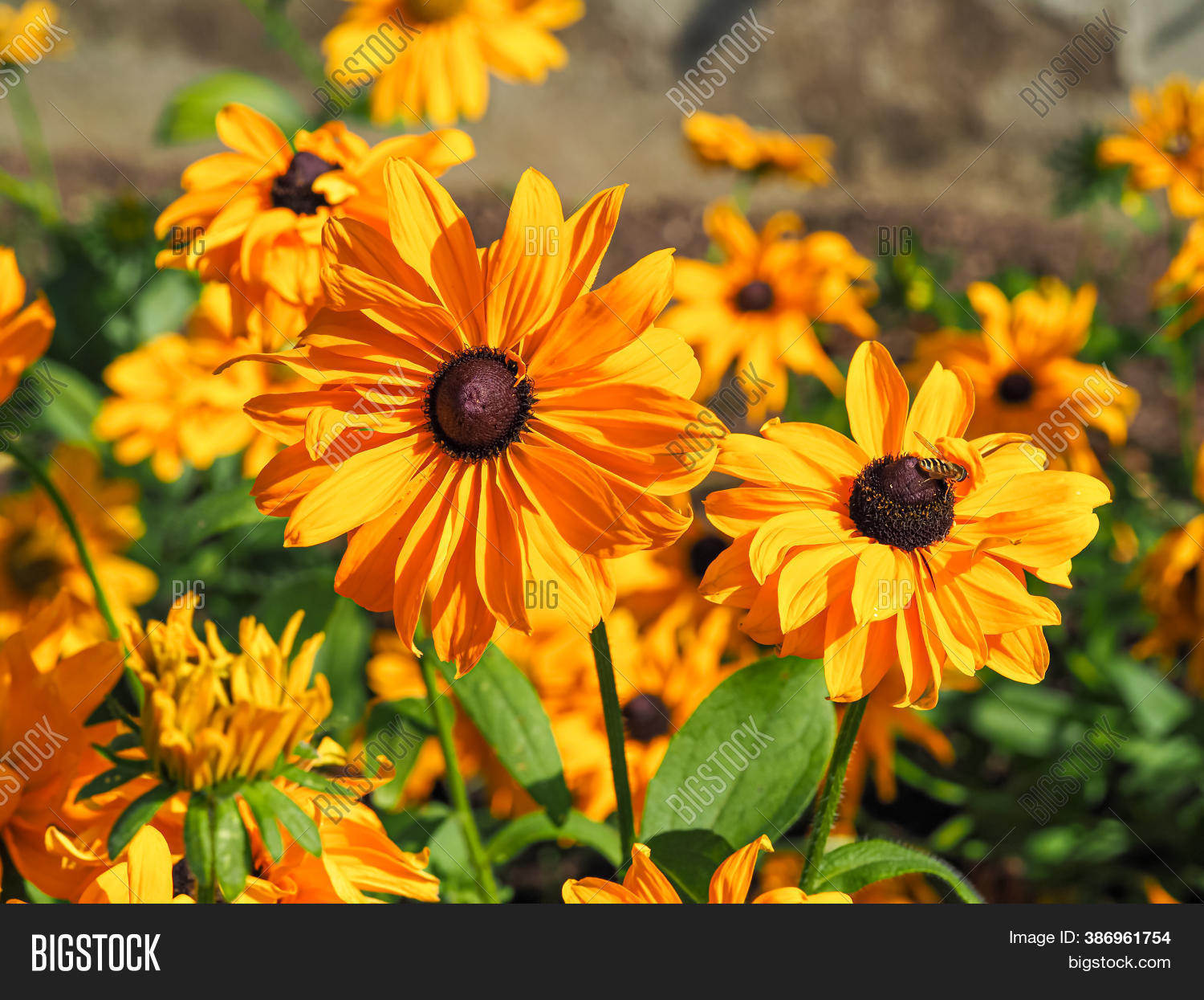 Bright Yellow Flowers Image & Photo (Free Trial) | Bigstock