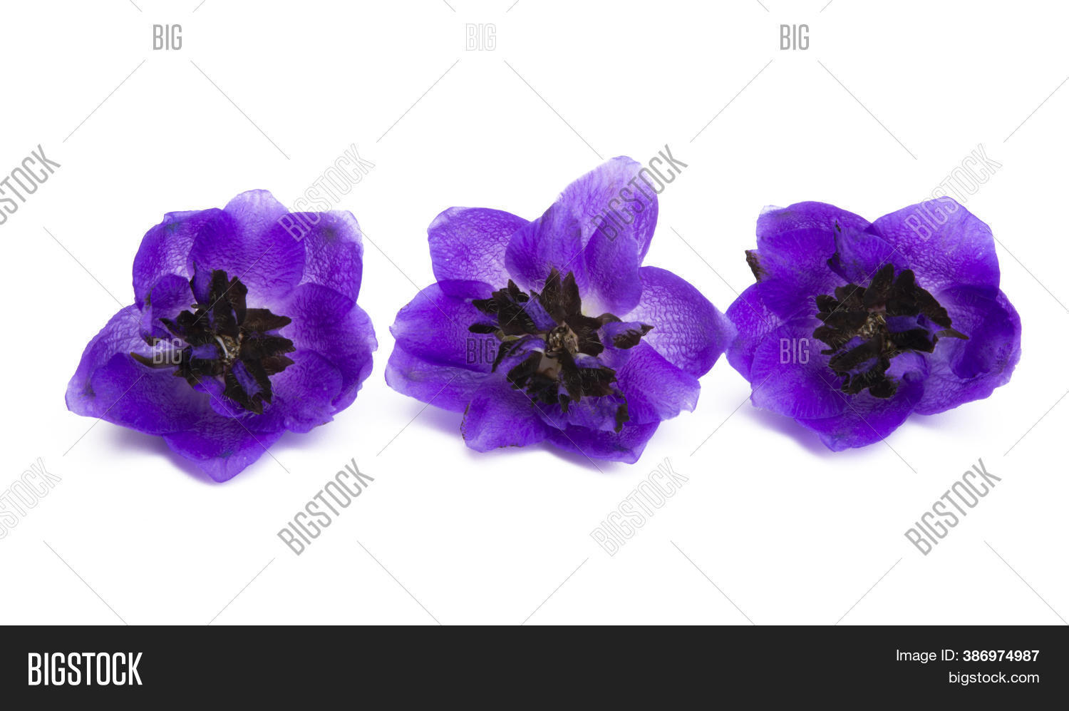 Delphinium Blue Flower Image & Photo (Free Trial) | Bigstock