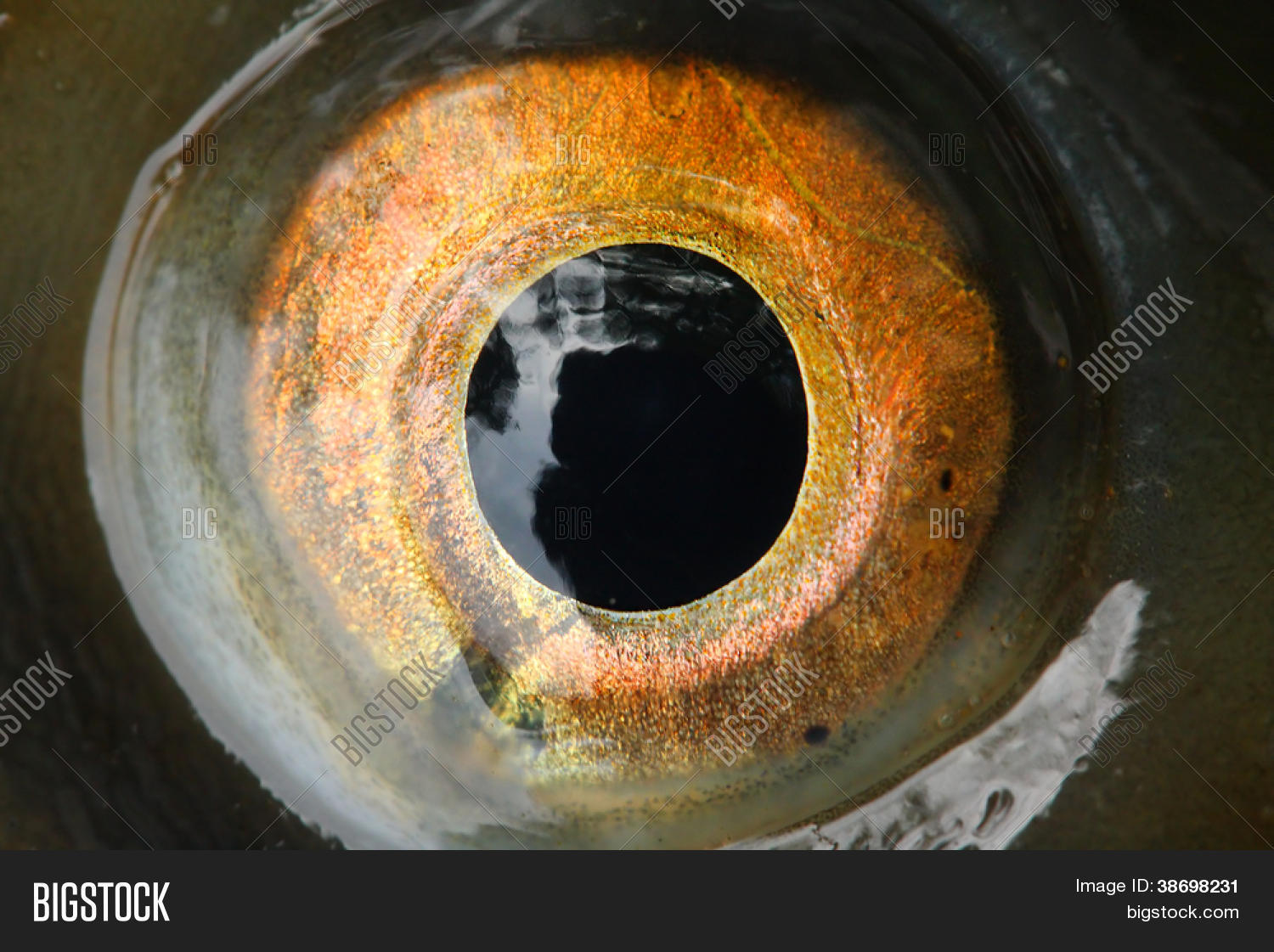 Fish Eye (Common Carp Image & Photo (Free Trial) | Bigstock