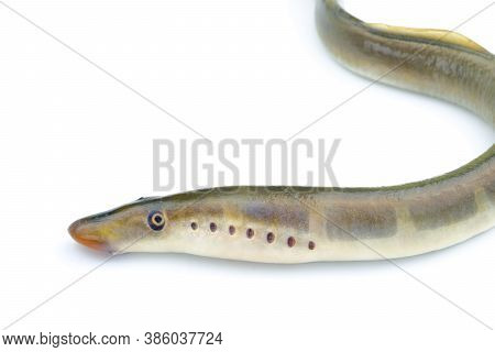 River Monsters Vampire Eel