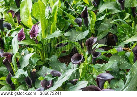 Black Calla Lilies Image & Photo (Free Trial) | Bigstock