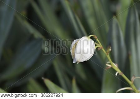 Spanish Dagger Flower Image & Photo (Free Trial) | Bigstock