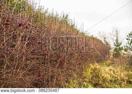 Hedge Thorny Bushes Image & Photo (Free Trial) | Bigstock