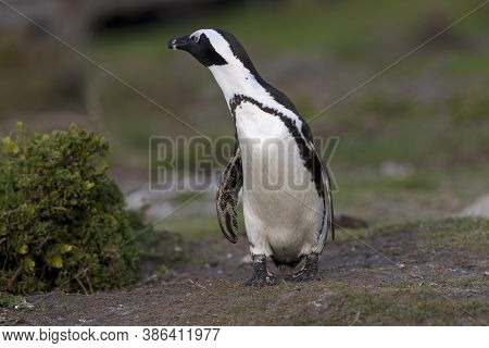 Jackass Penguin Image & Photo (Free Trial) | Bigstock
