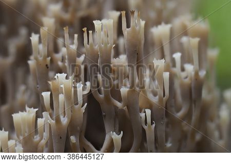 Candelabra Coral ( Image & Photo (Free Trial) | Bigstock