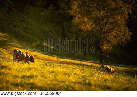 Cows Going Home Image & Photo (Free Trial) | Bigstock