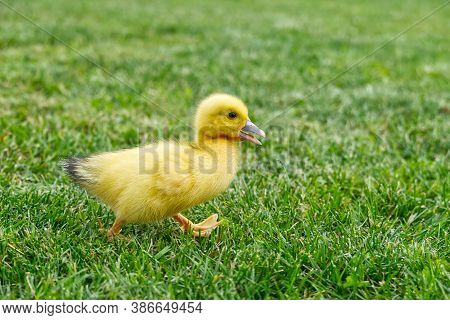 Small Newborn Image & Photo (Free Trial) | Bigstock