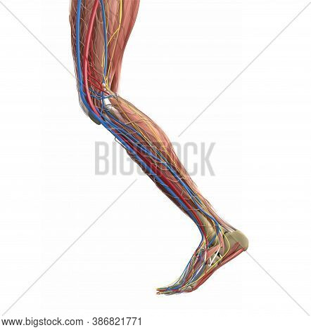 Leg Muscles. Human Vector & Photo (Free Trial) | Bigstock