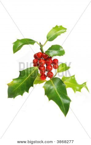 Holly Sprig Image & Photo (Free Trial) | Bigstock