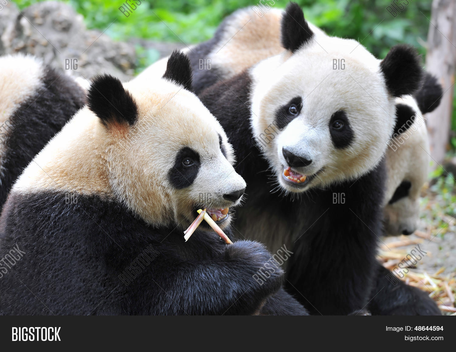 Giant Panda Bear Image & Photo (Free Trial) | Bigstock