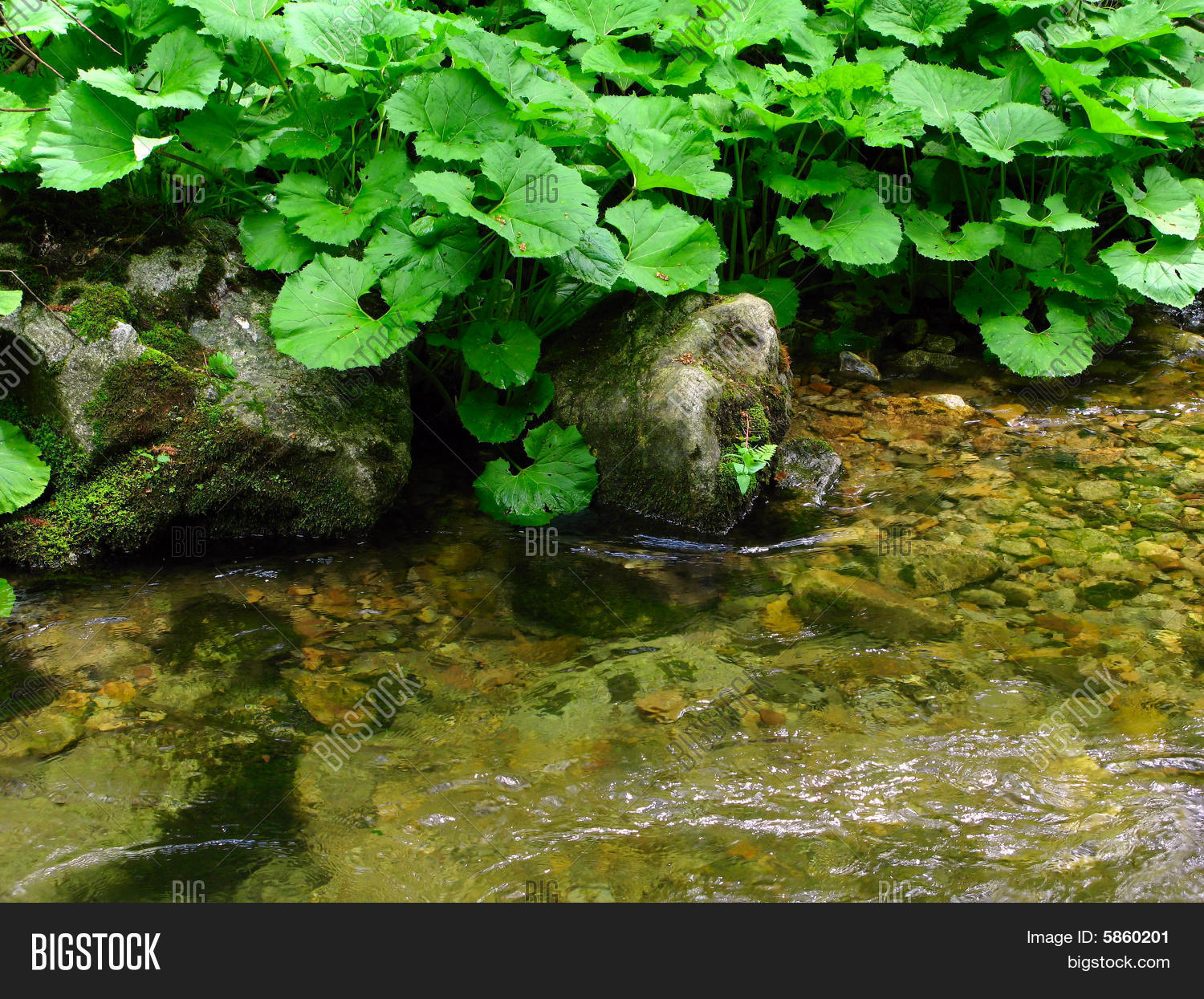 Stream Bank Image & Photo (Free Trial) | Bigstock