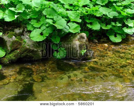 Stream Bank Image & Photo (Free Trial) | Bigstock