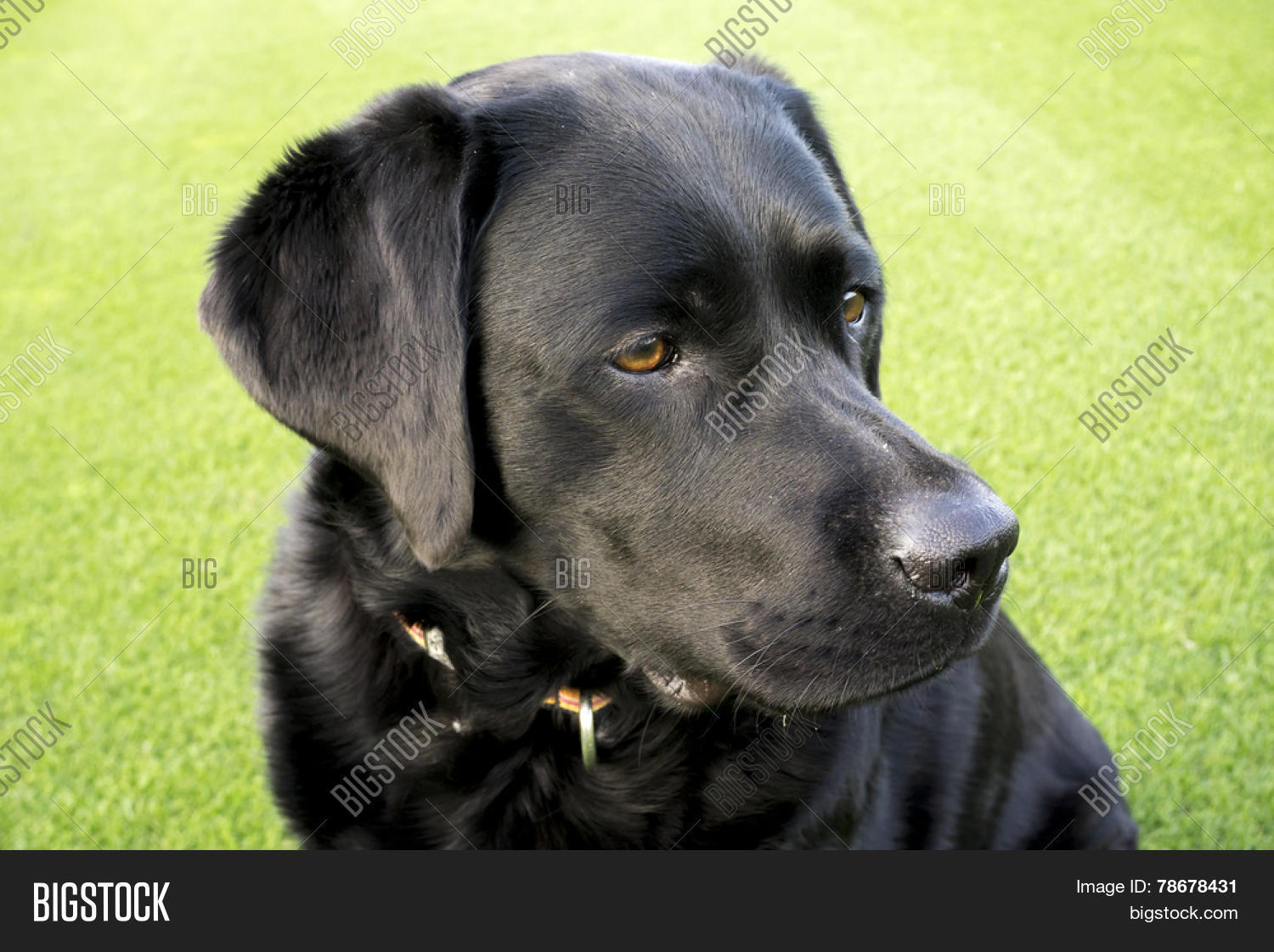 Labrador Retiever Image & Photo (Free Trial) | Bigstock