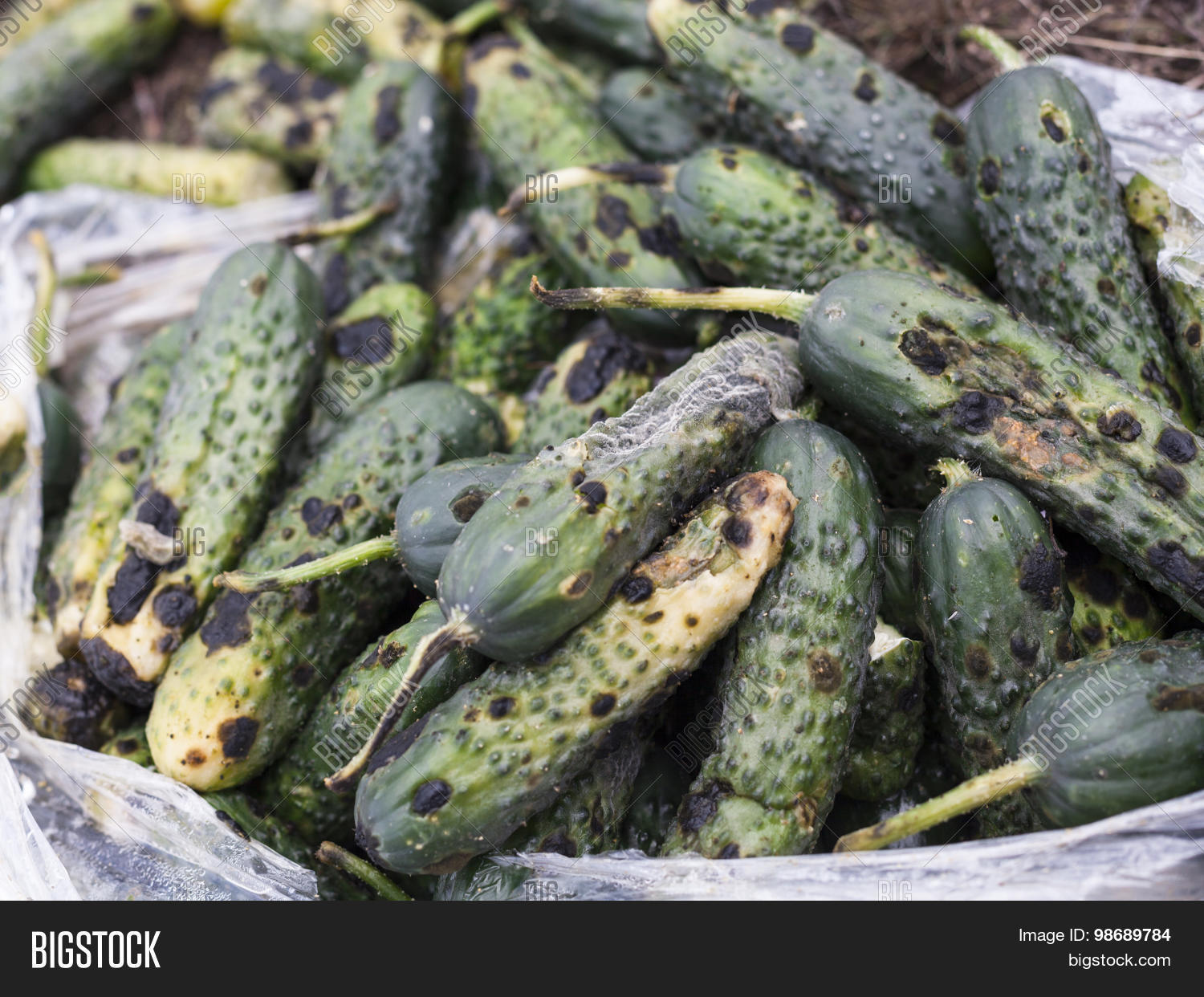 Piles Rotten Cucumbers Image & Photo (Free Trial) | Bigstock