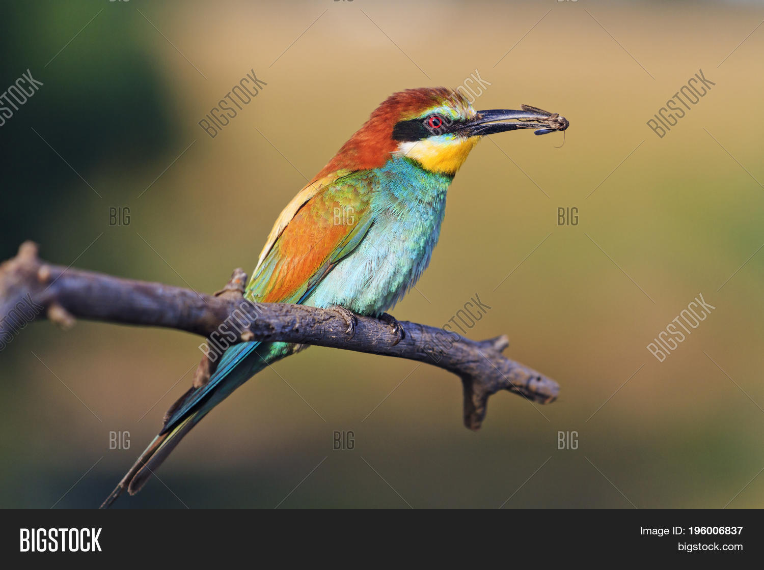 Imagen y foto Exotic Bird Europe (prueba gratis) | Bigstock