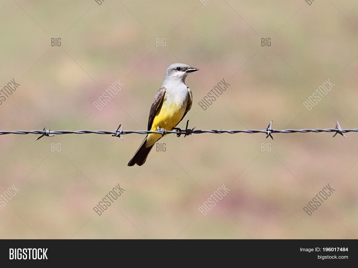 Western Kingbird ( Image & Photo (Free Trial) | Bigstock