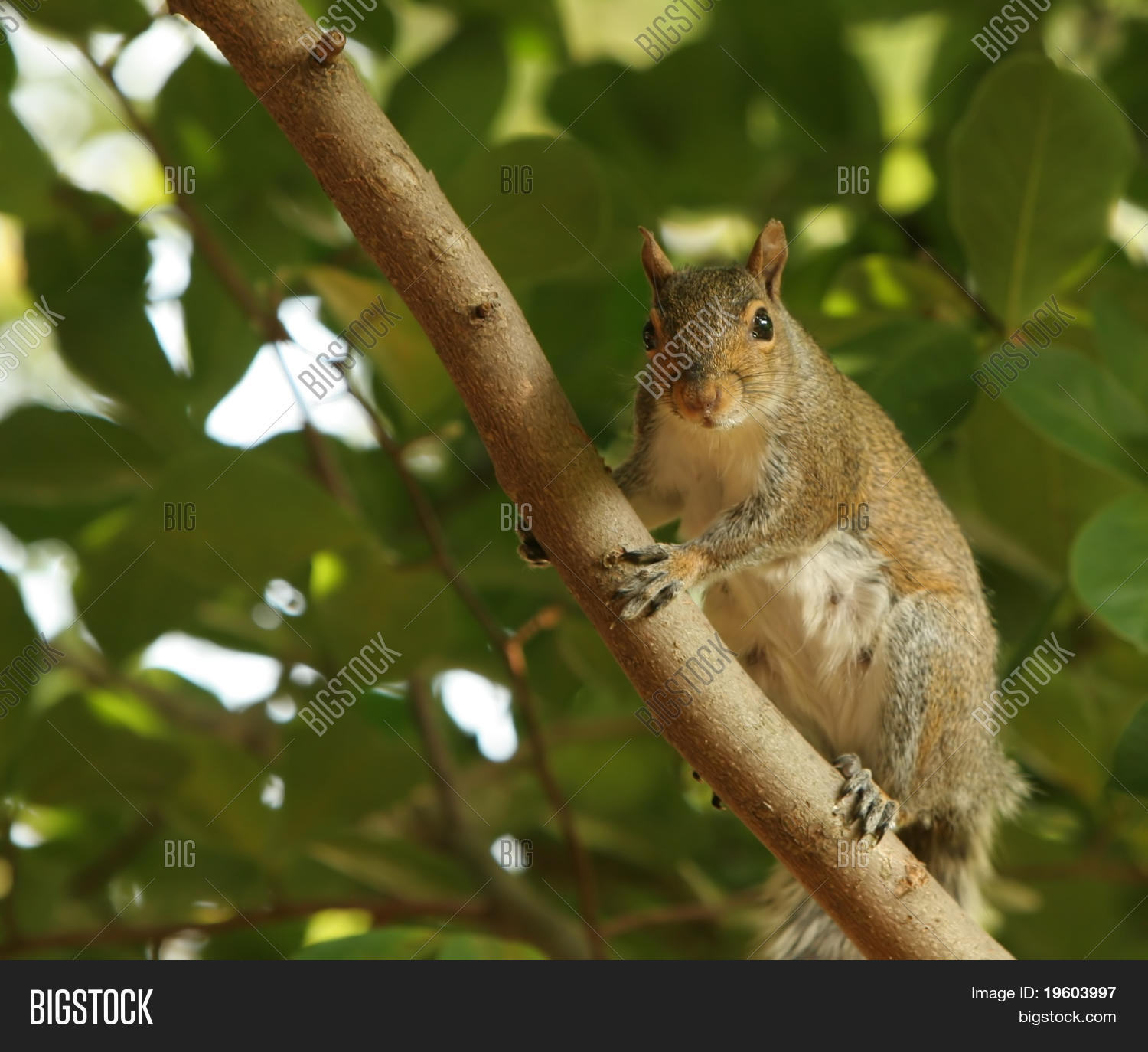 Squirrel Perching On Image & Photo (Free Trial) | Bigstock