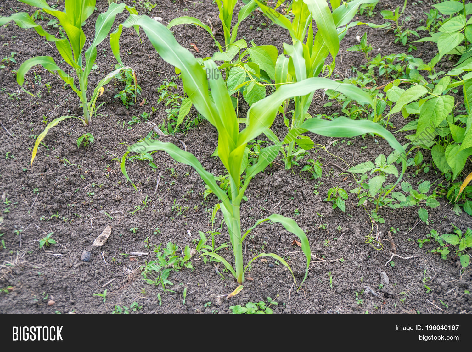 Small Corn Field Image & Photo (Free Trial) | Bigstock