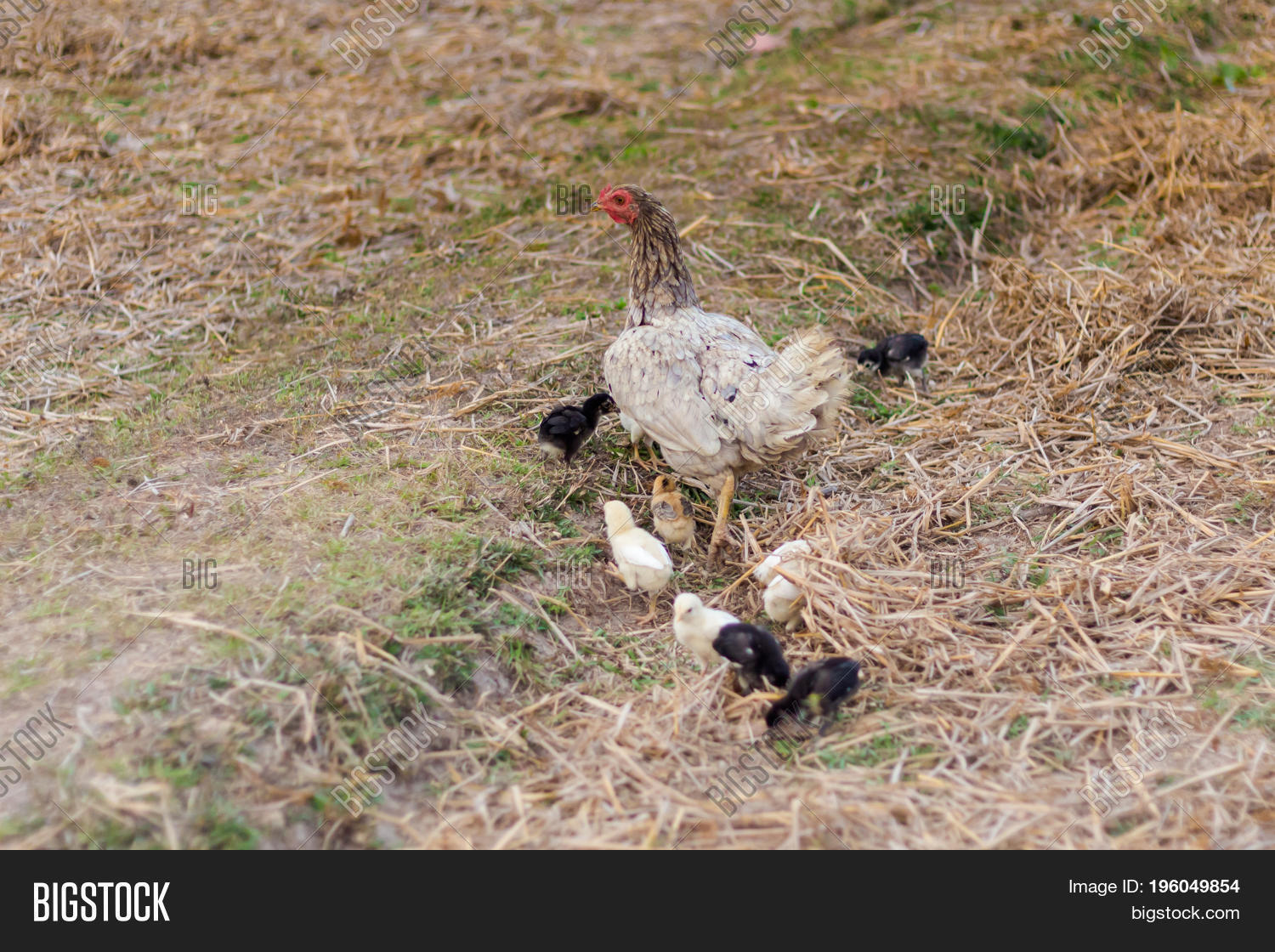 Chicken Family On Don Image & Photo (Free Trial) | Bigstock
