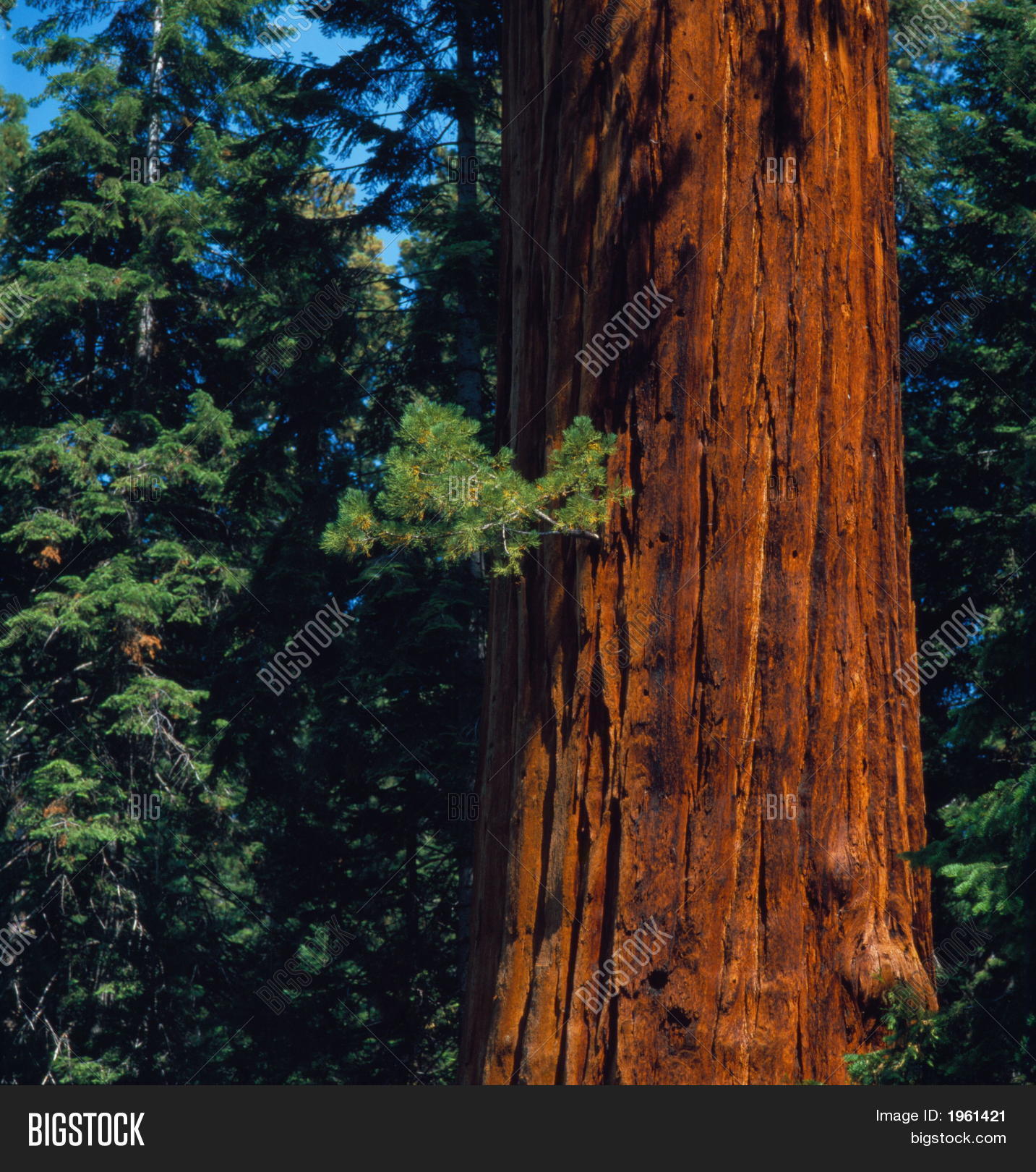 Sequoia Redwood Tree Image & Photo (Free Trial) | Bigstock