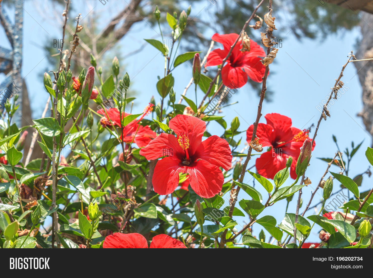 Red Flower Bloomed Image & Photo (Free Trial) | Bigstock