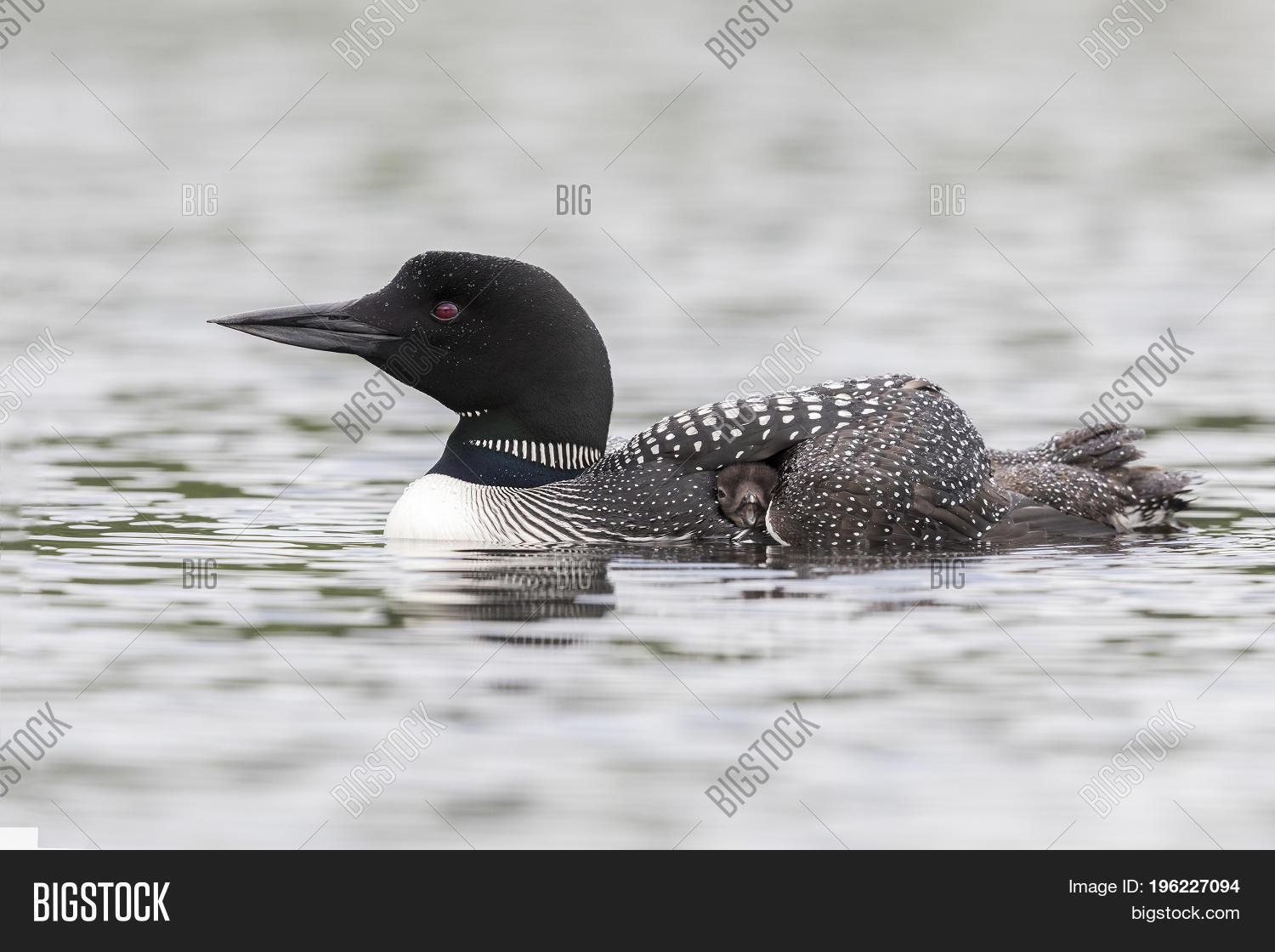 Week-old Common Loon Image & Photo (Free Trial) | Bigstock