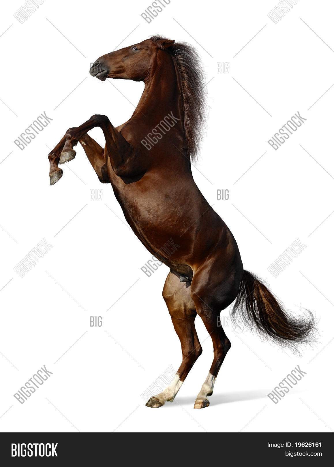 Brown Mare - Budenny Image & Photo (Free Trial) | Bigstock
