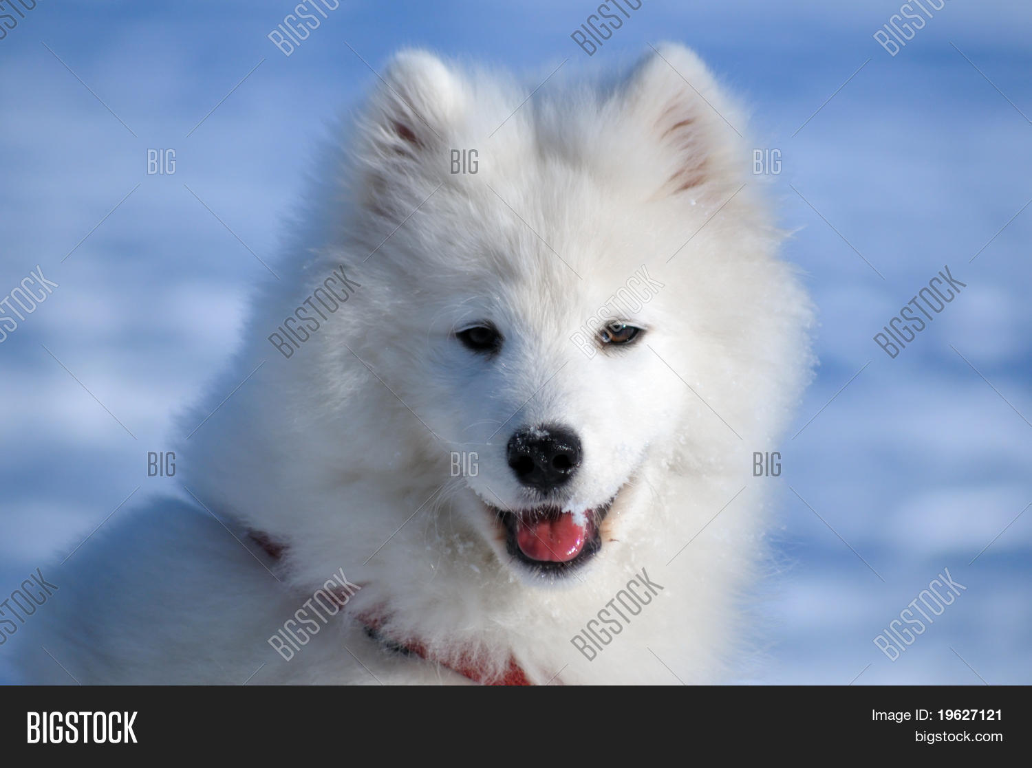 Samoyed Dog - Snow- Image & Photo (Free Trial) | Bigstock