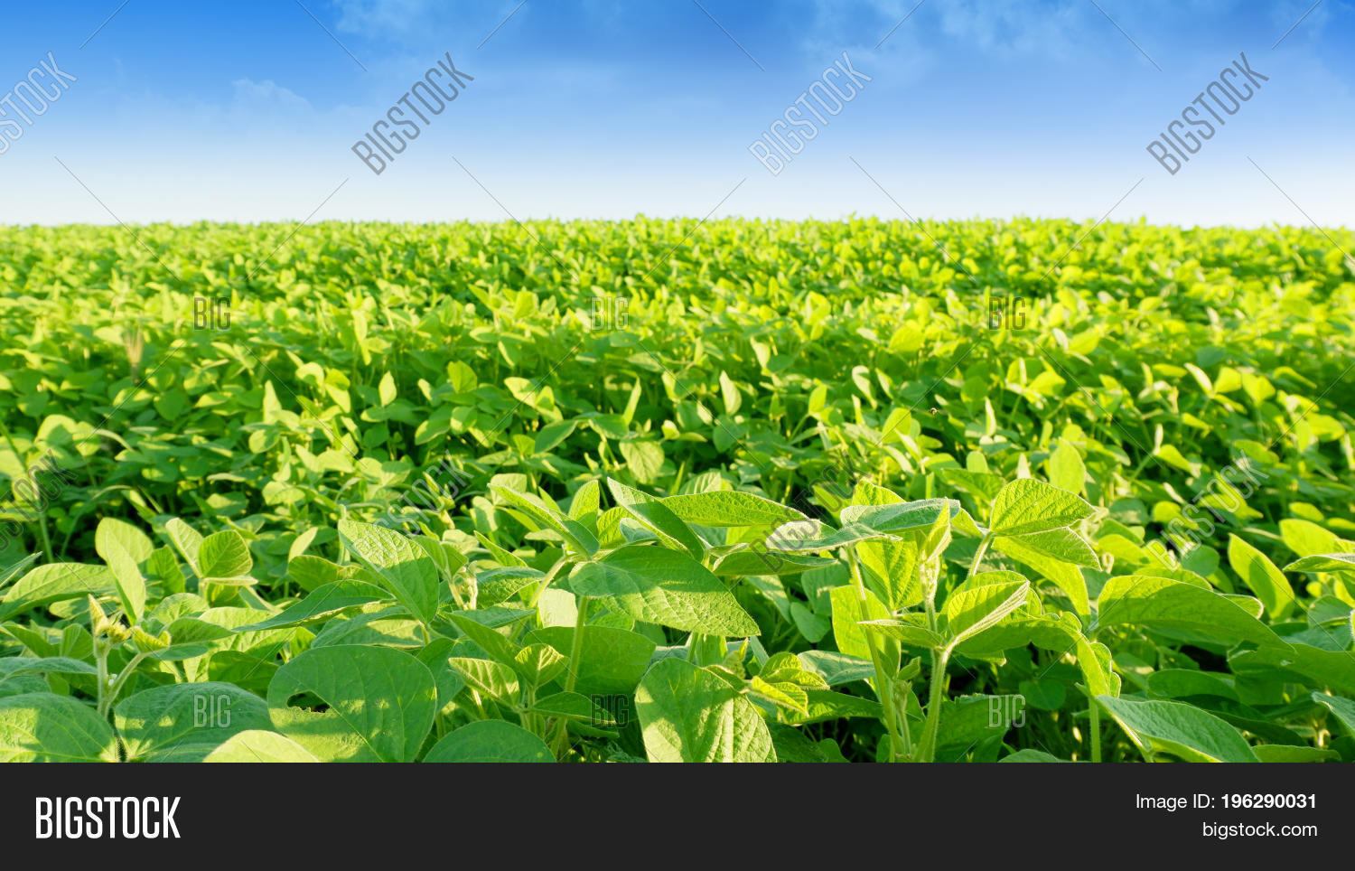 Soybean Field On Image & Photo (Free Trial) | Bigstock