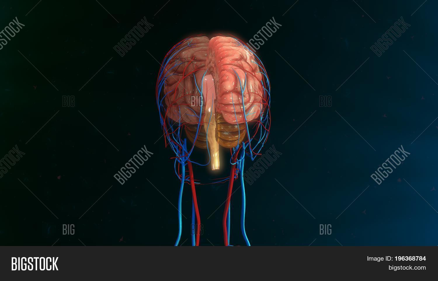 Human Brain Command Image & Photo (Free Trial) | Bigstock
